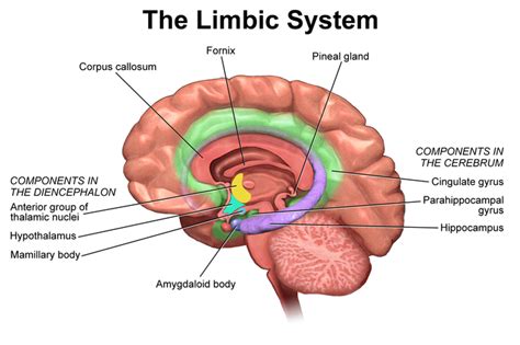 Biology Of Emotion Boundless Psychology