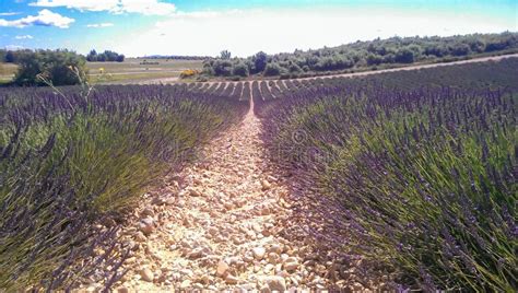 Provence Blooming Lavender Field With Purple Rows Of Lavender Trees