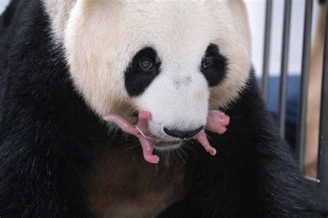 Panda Teeth