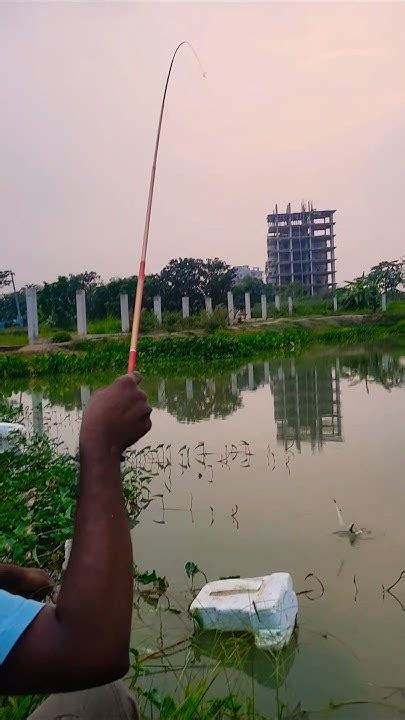 ছোট ছিবে ছোট মাছ ধরলে কি হয় দেখুন😁 Shortvideo Fish Road