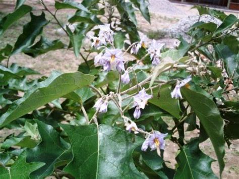 Jurubeba Solanum Paniculatum