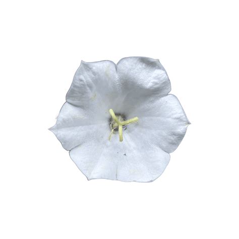 Campanula Carpatica White Sturton Plants