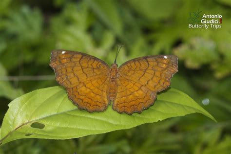 Ariadne Ariadne Thai Butterfly Trips