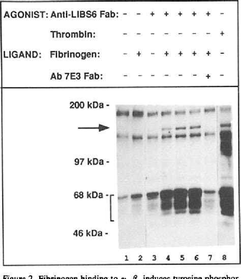 Figure 1 From Adhesive Ligand Binding To Integrin Xxb 3 Stimulates
