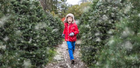 Choosing The Perfect Christmas Tree LTRC Tree Specialists