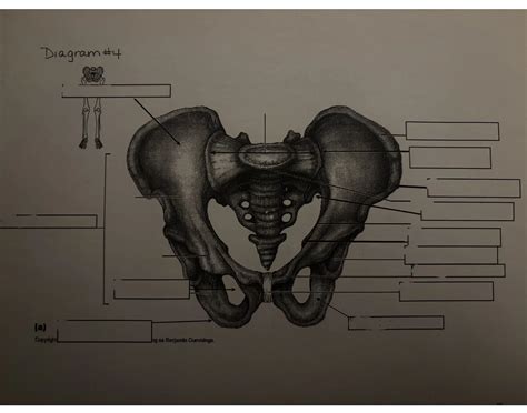 Bone Labeling 4 Pelvic Girdle Quiz