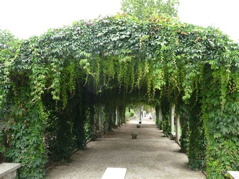 จัดสวนหน้าบ้านให้สวยและดูร่มรื่นด้วยไม้เลื้อย
