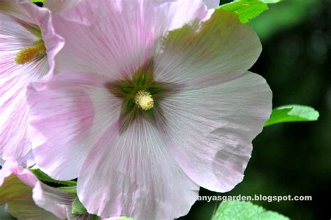 MySecretGarden Some August Flowers