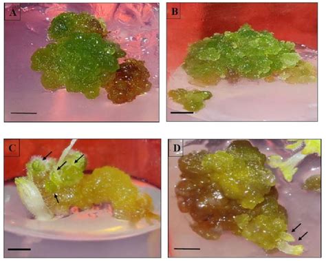 Callus Induction And Indirect Somatic Embryogenesis From Hypocotyl