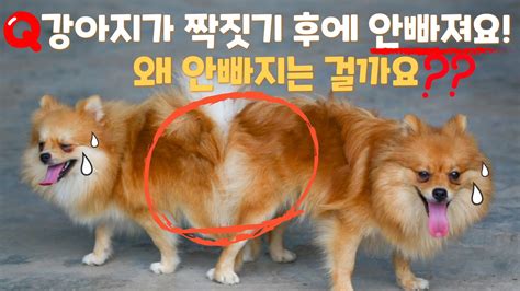 강아지가 짝짓기 후에 붙어있는 이유 교배 과정 및 대처방법 Youtube