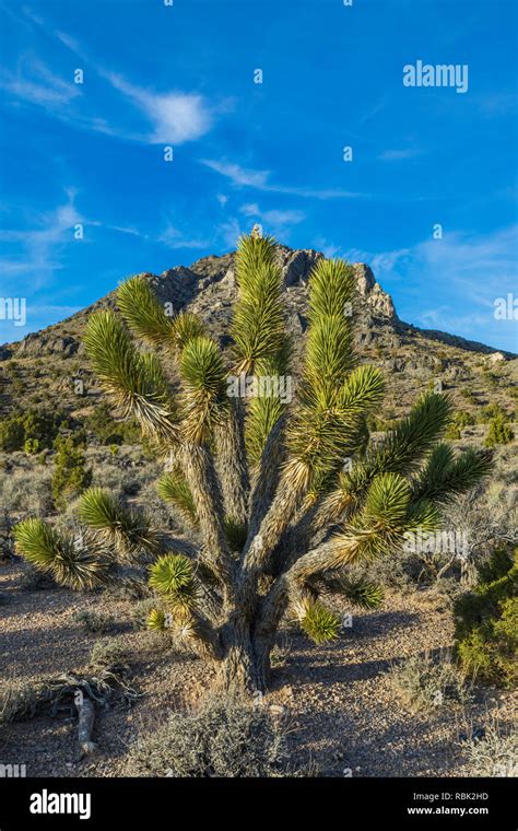 Joshua Tree Yucca Brevifolia At The Oak Springs Summit Trilobite