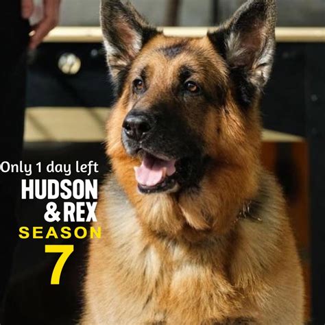 Hudson And Rex Official 🐾 Where Is Charlie In The New Season 7 Facebook