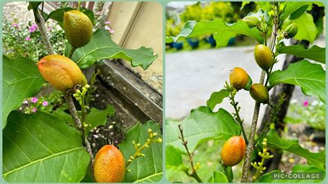 พาชมต้นพีนัทบัตเตอร์ Youtube