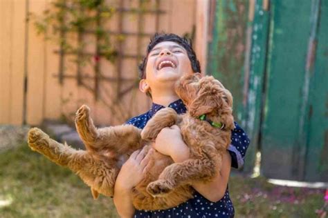 Ear Infections In Goldendoodles Three Common Problems And Treatments Veterinarian Weighs In