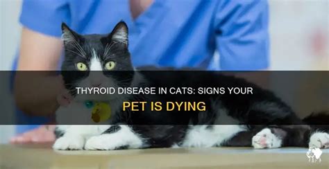 Thyroid Disease In Cats Signs Your Pet Is Dying Petshun