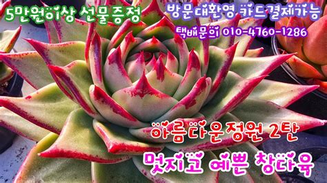 아름다운정원 2탄 중~대품 창다육 최저낮춘가격 고운빛감 5만원이상 선물증정 ♡인디안바숀 ♡가르시아 ♡체르니 ♡부활 ♡호주핑크 ♡지니♡베라가모♡에로스♡베넷달리안