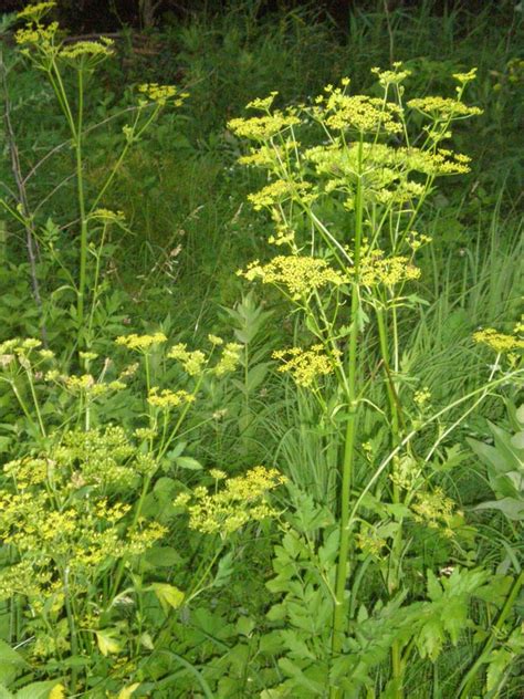 Identify Avoid And Manage Troublesome Wild Parsnip Agrinews