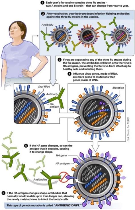 Antigenic Drift And Antigenic Shift All About Viruses And Bacteria