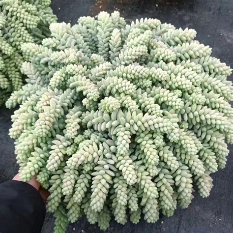 超大多肉植物巨型新玉缀吊兰老桩趣味办公室内花卉盆栽阳台防辐射 虎窝淘