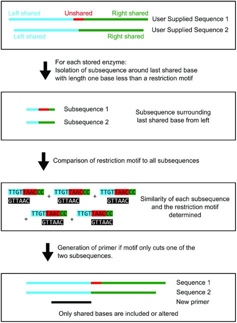 Algorithm For Generation Of Oligonucleotide Primers Useful For Caps And Download Scientific