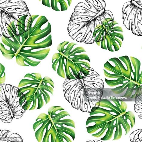 수채화 Seamless 패턴 와 사실적이고 선형적인 열대 그림 와 배경에 고립된 몬스테라 꽃 요소가 있는 아름 다운 식물 손으로
