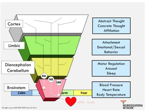 Tldr Too Long Didnt Read This Is Your Brain On Stress By Karen
