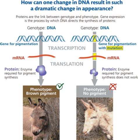 Biol 1502 Ch 17 Flashcards Quizlet