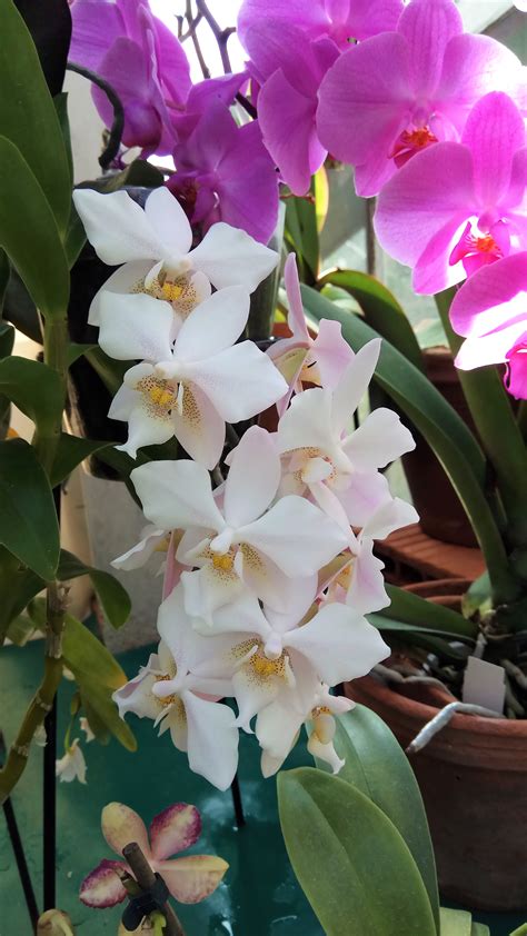 Новини Споделено Орхидеи 2023 продължава до 25 февруари Ботаническа градина София