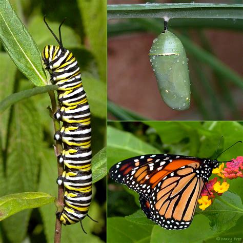 Monarchcaterpillarchrysalisbutterflyfromcreatinginvitinghabitats