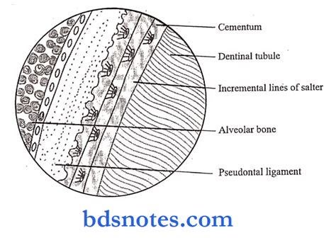 Cementum Of Tooth Question And Answers Bds Notes