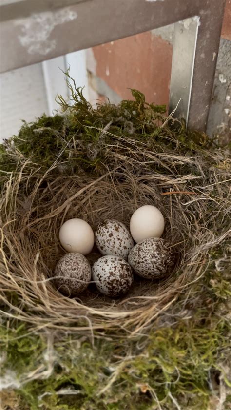 Eastern Phoebe Nest