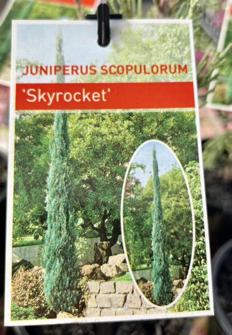 Juniperus ‘sky Rocket Shepparton Plant Farm