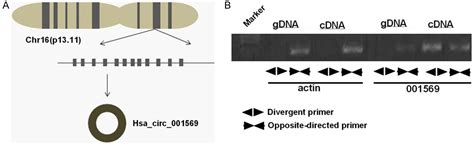 Figure 1 From Circular RNA 001569 Acts As An Oncogene And Correlates With Aggressive