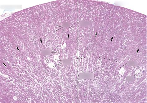 Diagram Of Week 4 Boundary Between Cortex And Medulla Quizlet