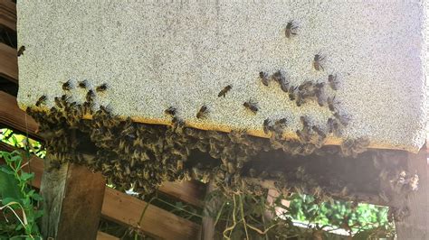 Thymol — Copper Bee Apiary