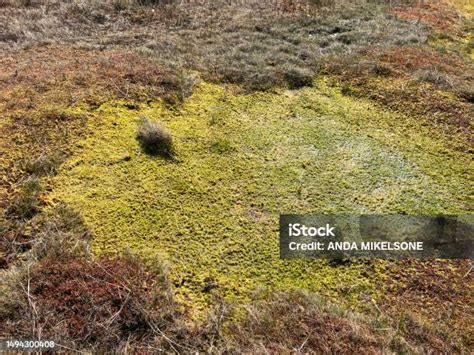 Rawa Tradisional Lanskap Gambut Dengan Danau Rawa Kecil Pinus Kerdil
