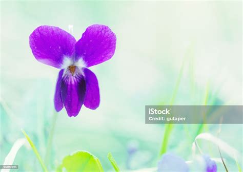 봄 아침 필드의 얕은 깊이에 풀밭에서 야생 보라색 꽃의 매크로 사진 0명에 대한 스톡 사진 및 기타 이미지 0명 계절 꽃 나무 Istock
