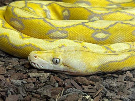 Super Dwarf Reticulated Python Female In Nottingham Ng5 On Freeads