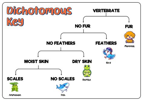 Best Images Of Dichotomous Key Worksheets Leaf Dichotomous Key Worksheet Dichotomous Key