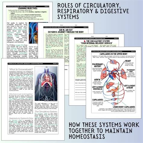 Body System Interactions Lesson Homeostasis Respiratory Circulatory