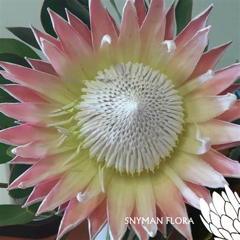 Protea Sharon South African Fresh Flower Exporters