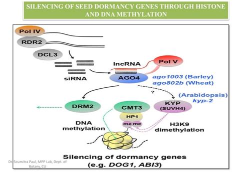 Seed Dormancy And Germination Regulation Pdf Gardening Home And Garden