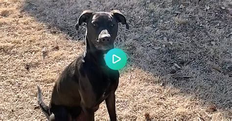 Chomp Album On Imgur