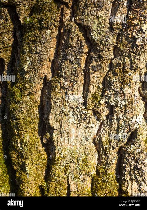 Lichen And Moss On The Tree Stock Photo Alamy