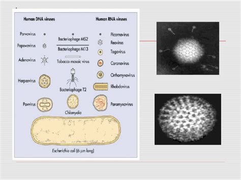 Classification Of Microorganisms Lecture 2 Ppt Biological Sciences Science