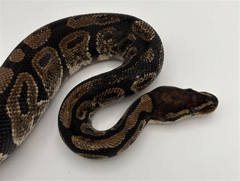 Python Regius Ball Python Surrender Normal Pixie 3 Years