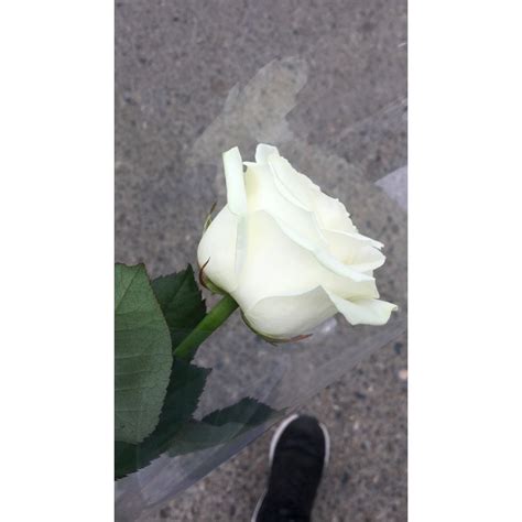 Jual Single Sweet Bunga Asli Khusus Jabodetabek Bunga Hidup Bouquet