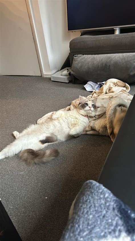 Anyone Elses Rags Like To Sit Like A Human🤣 R Ragdolls