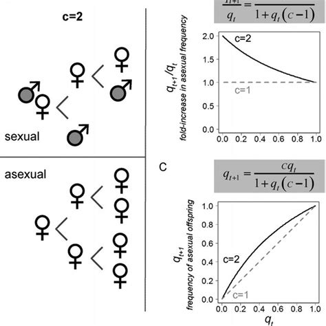 Theoretical Predictions For The Cost Of Sex A Under A Two Fold Cost Download Scientific