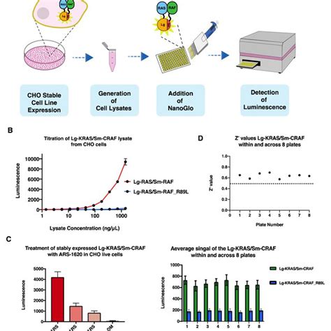 Nanobit Biochemical Assay Nbba Expression Protein Protein